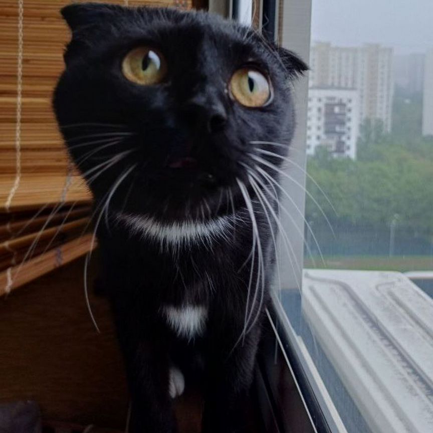 Взрослая, кошка в добрые руки