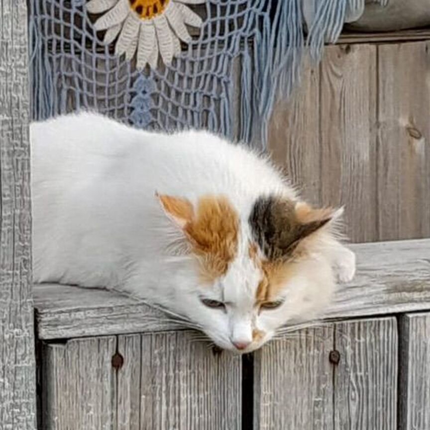 Кошки