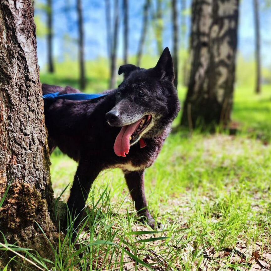 Василиса Премудрая