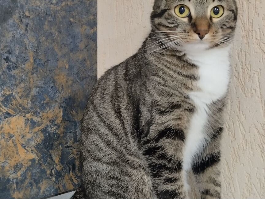 Отдам в добрые руки