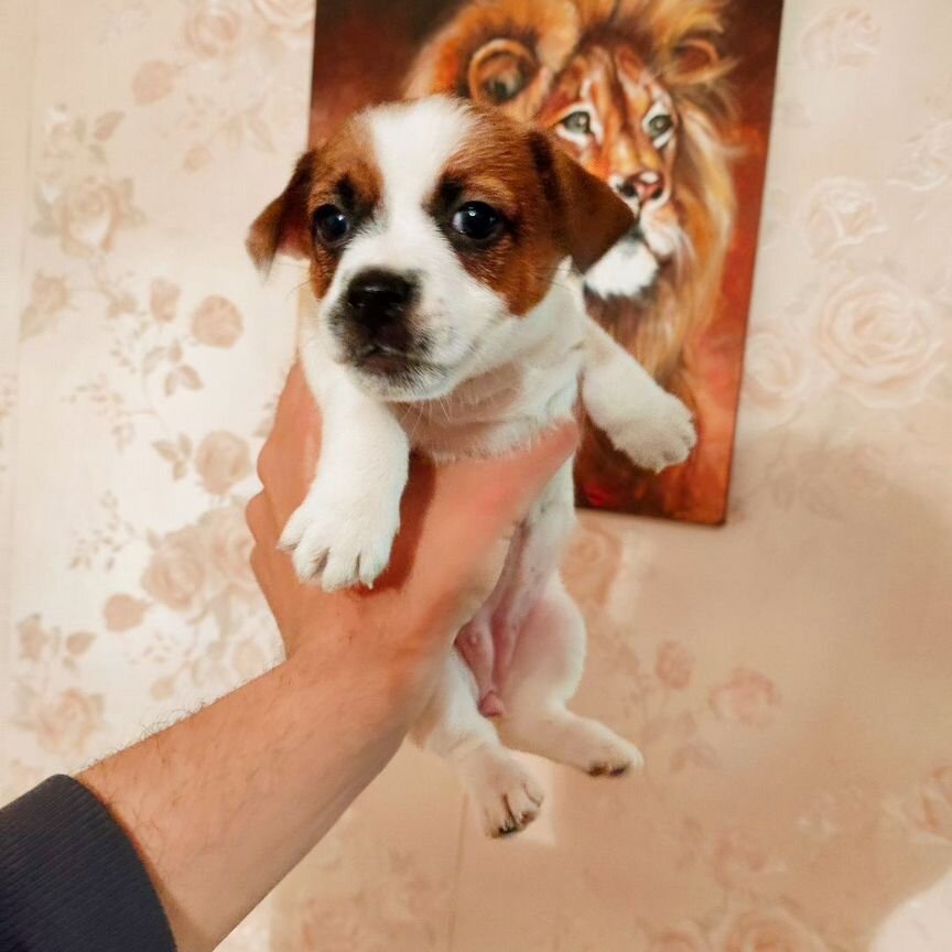 Шикарные щенки джек рассела