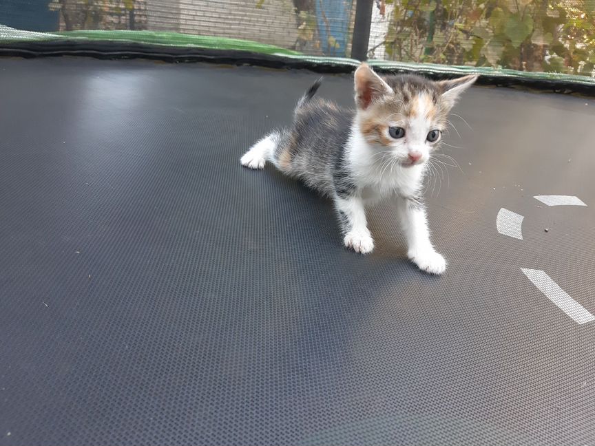 Кошечка трехцветная