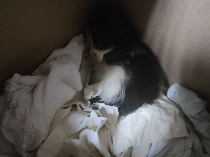 Котёнок мальчик