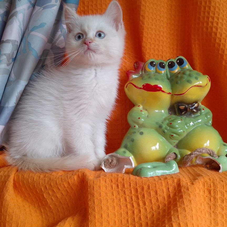 Британские котята