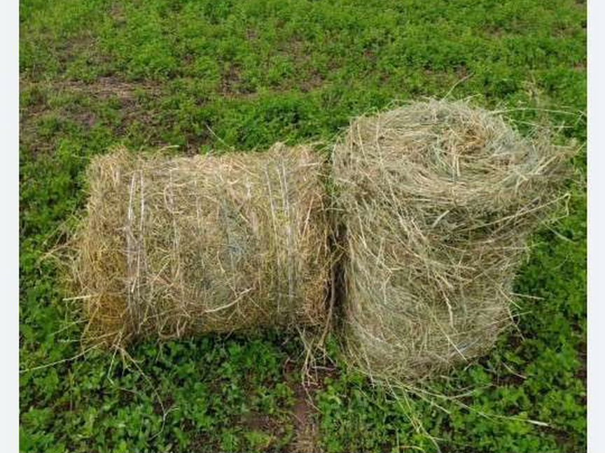 Продам сено в рулонах
