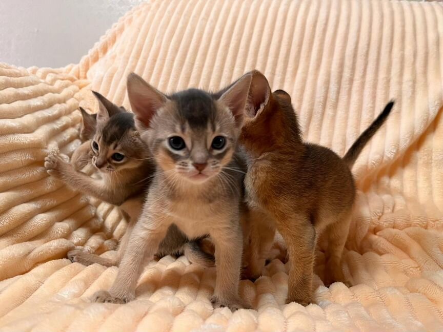 Продам абиссинских котят