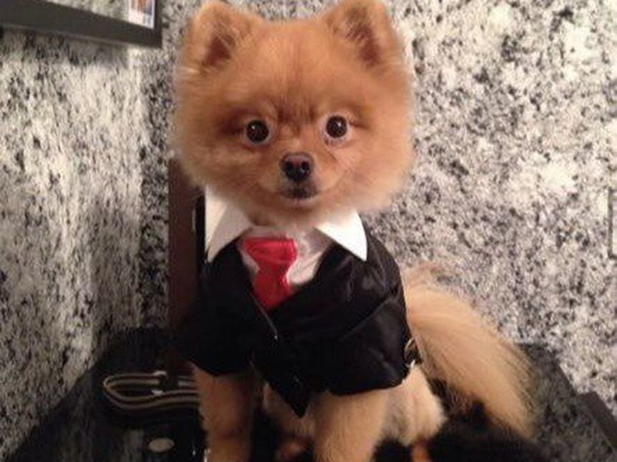 Одежда для собак мелких пород пакетом 1690