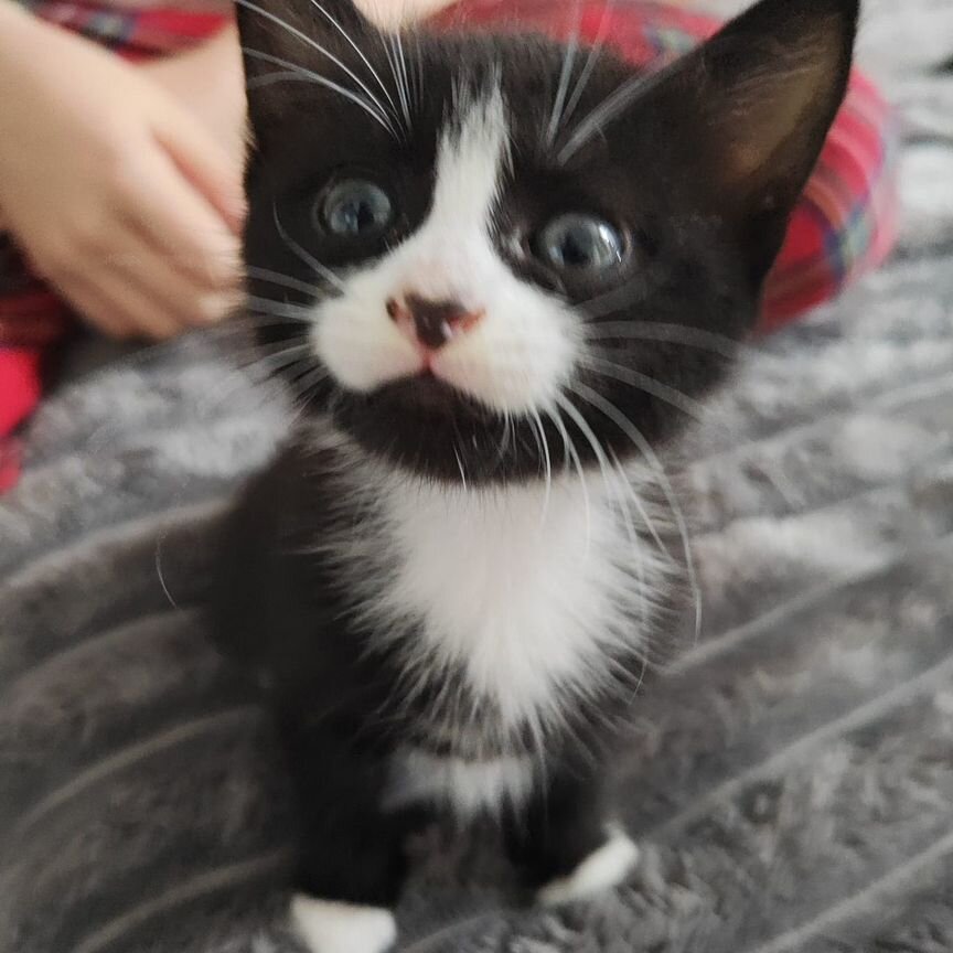 Красивые котята в добрые руки