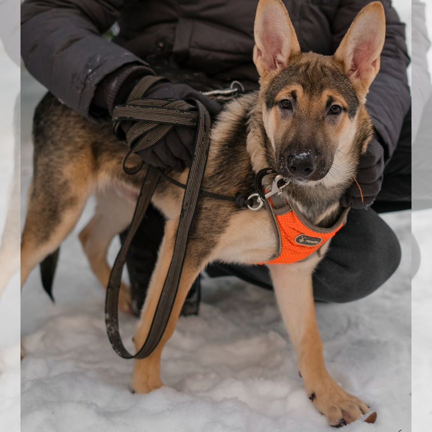 Восточноевропейская овчарка, щенок