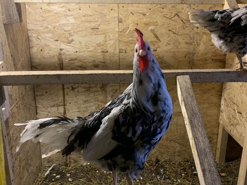 Петух Леггорн