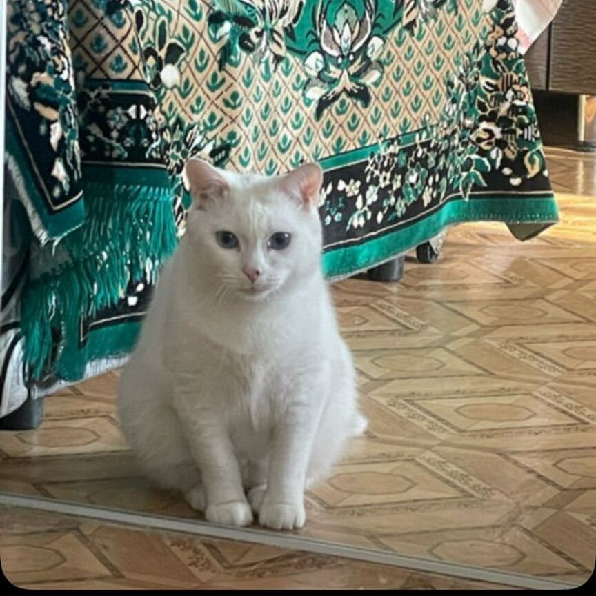 Кот