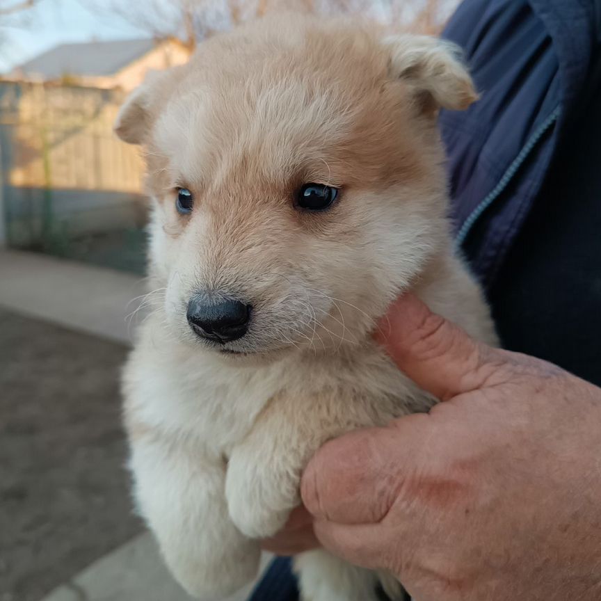 Щенок в добрые руки
