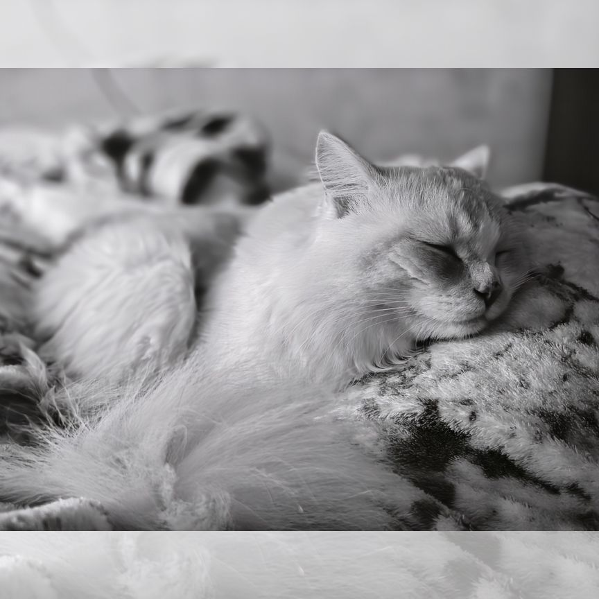 Взрослый кот в добрые руки