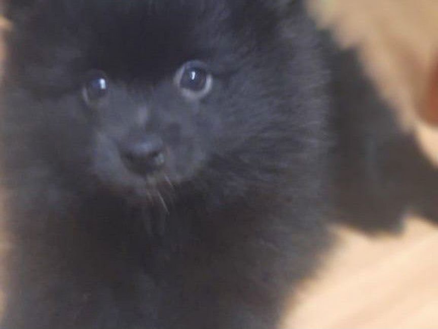 Немецкий шпиц