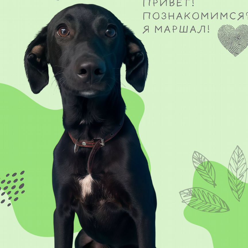 Щенок в добрые руки