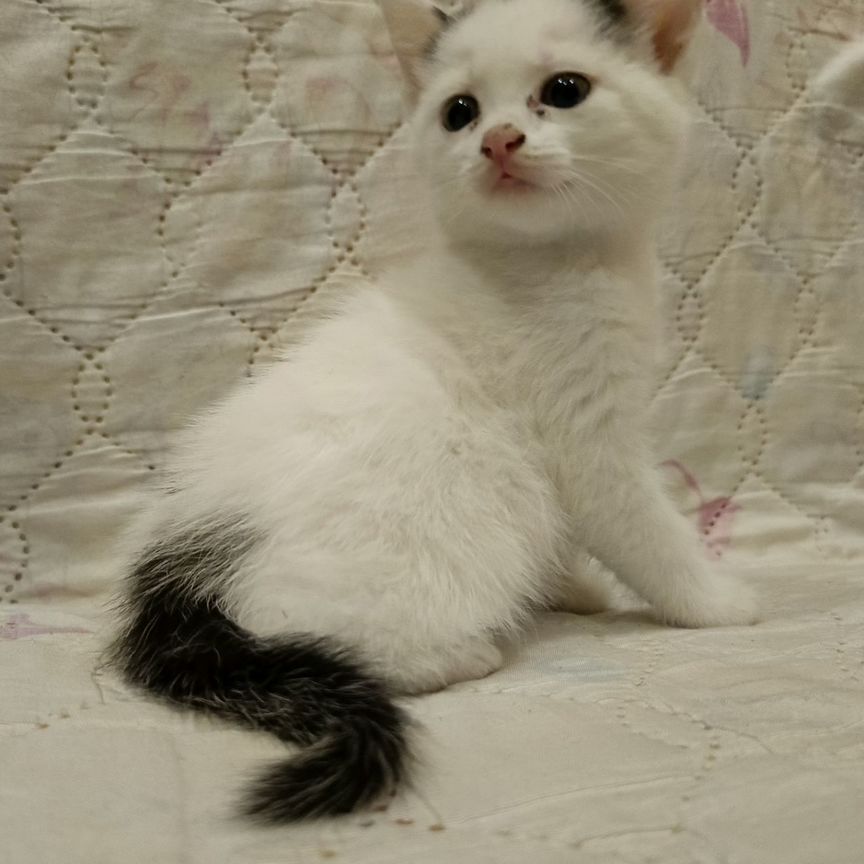 Котёнок в добрые руки