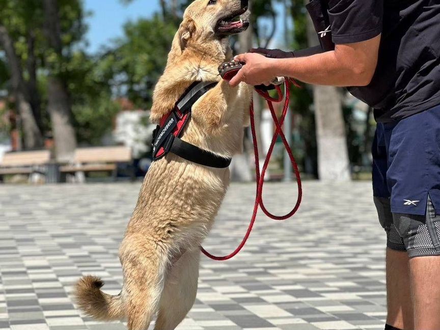 Собака в добрые руки отдам бесплатно