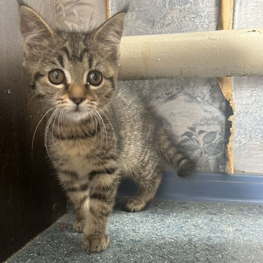 Котенок от мейн куна