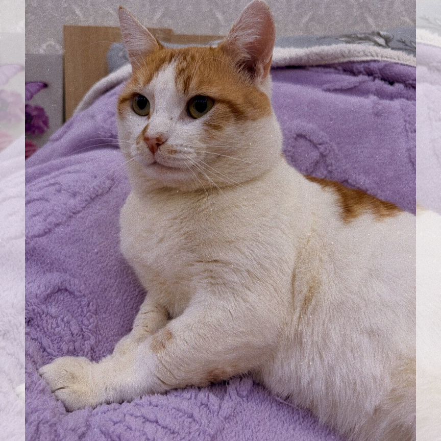 Взрослый кот в добрые руки