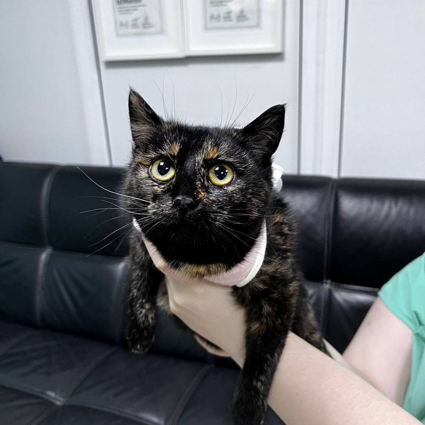 Кошечка в добрые руки