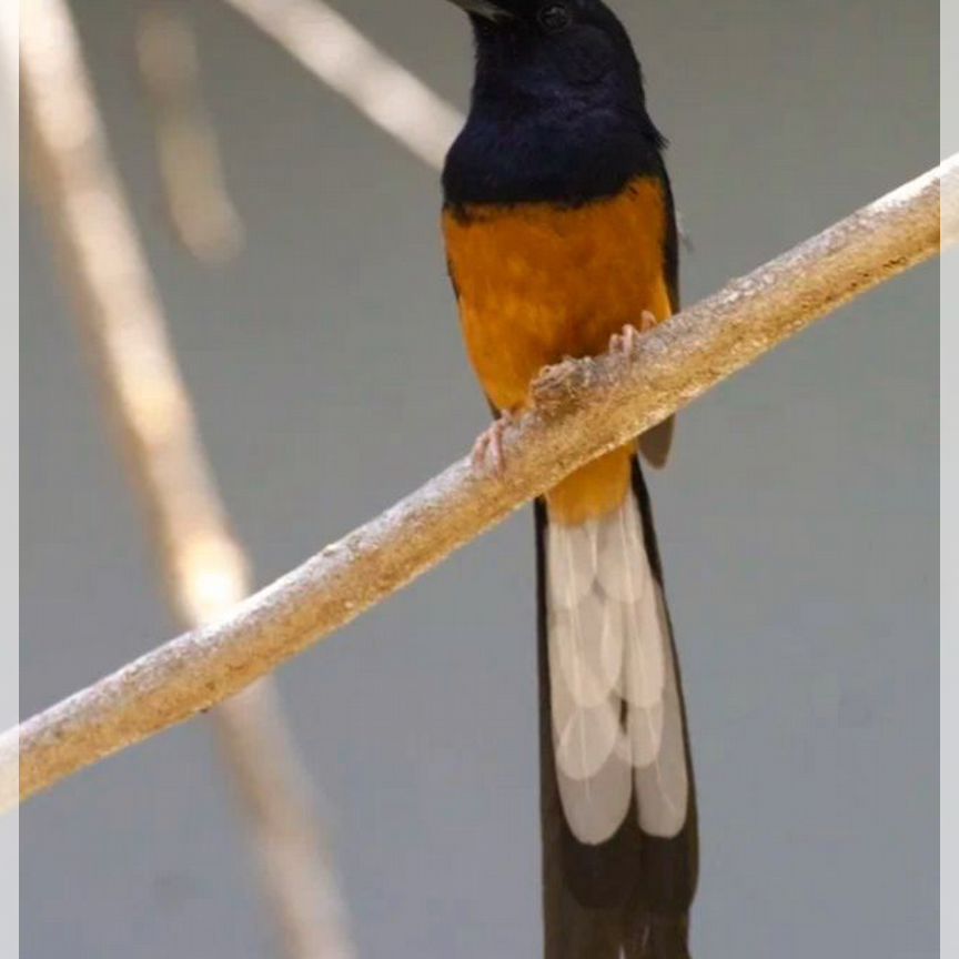 Дрозд Шама белопоясничный