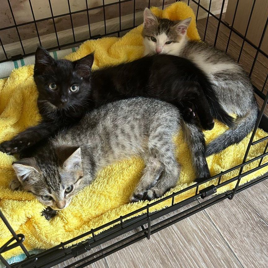 Котята в добрые руки