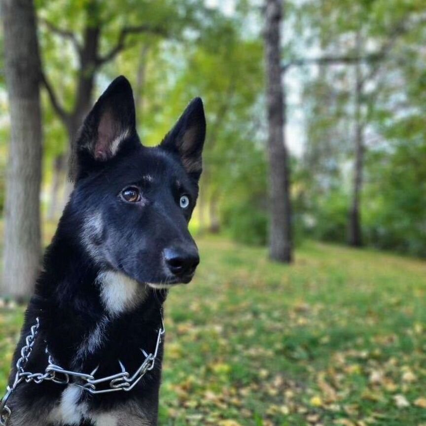 Немецкая овчарка