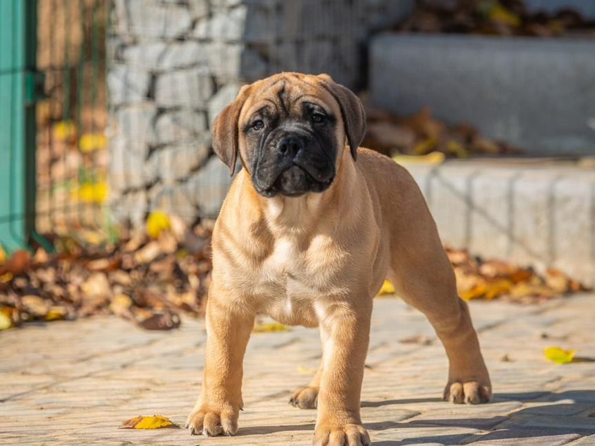 Бульмастиф