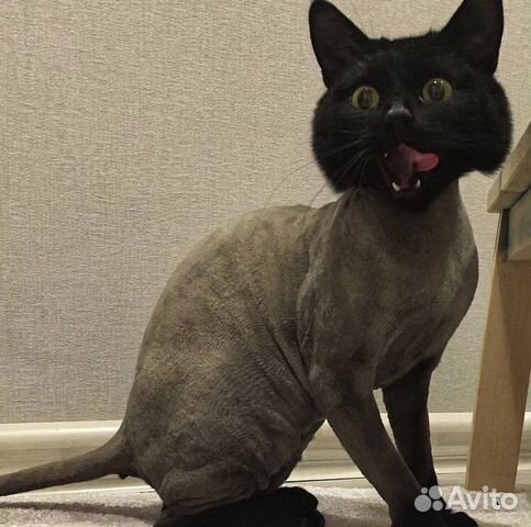 Кошка в дар