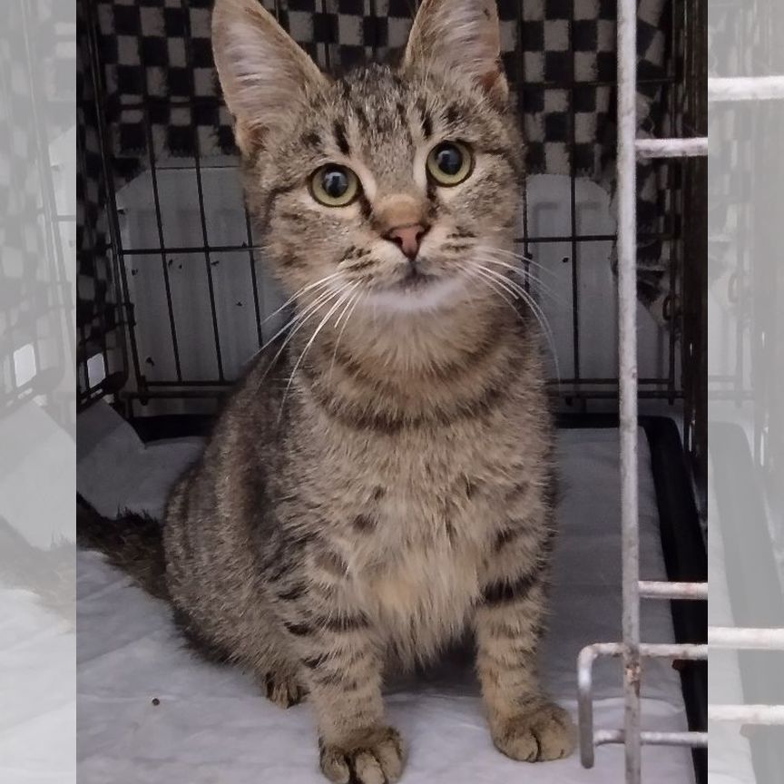 Котëнок мальчик в хорошие руки