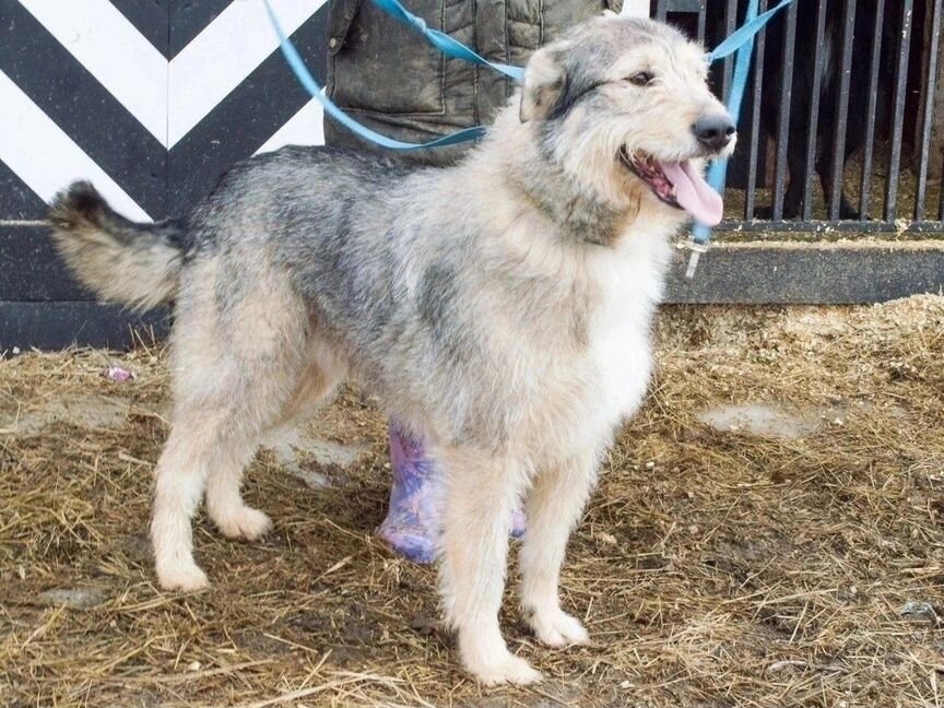 Крупный добрый пес ищет дом