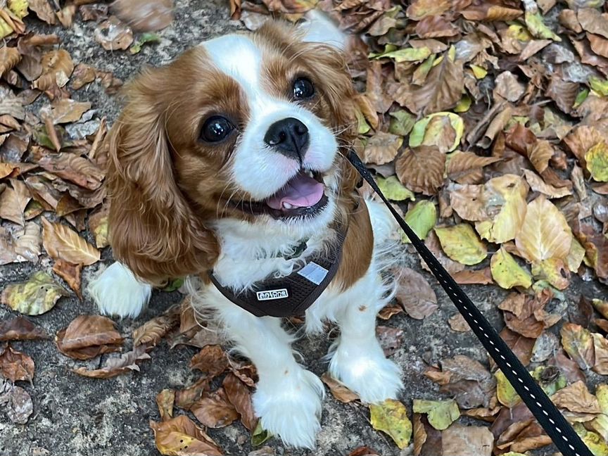 Кавалер кинг чарльз спаниель мини