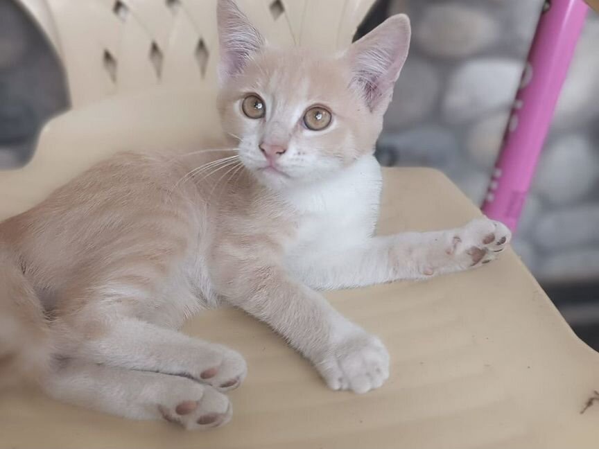 Котик в добрые руки