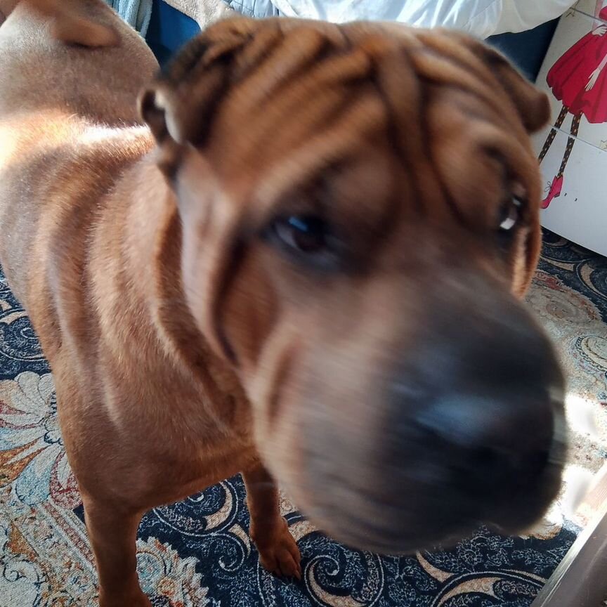 Шарпей, взрослый пёс