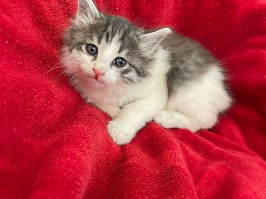 Котенок мальчик 2 месяца