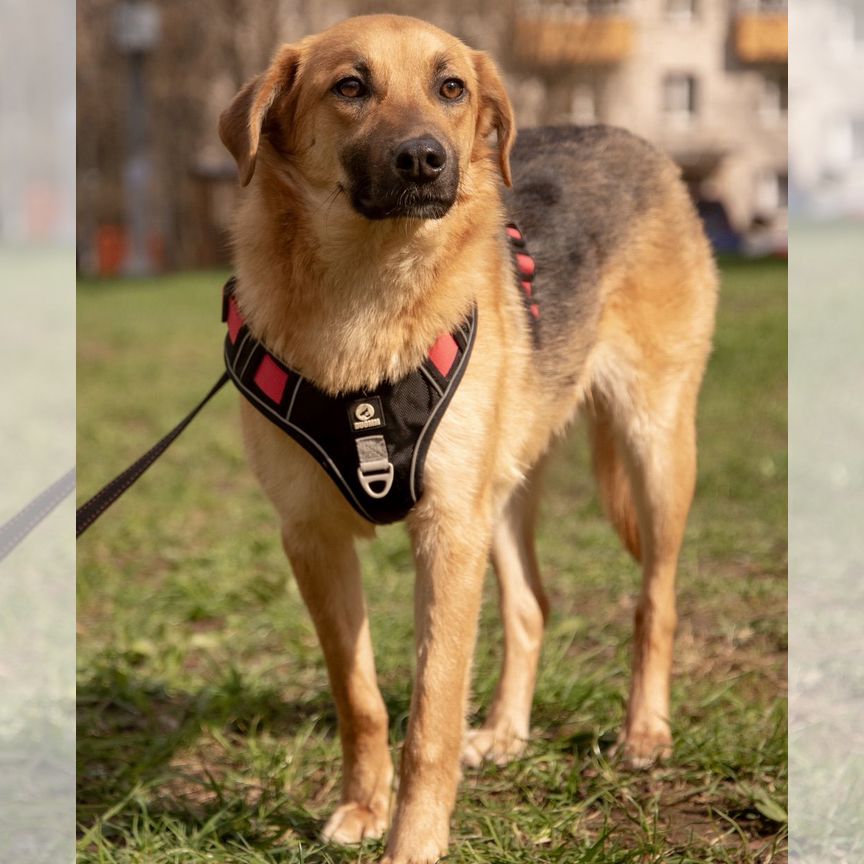 Взрослый пёс в добрые руки