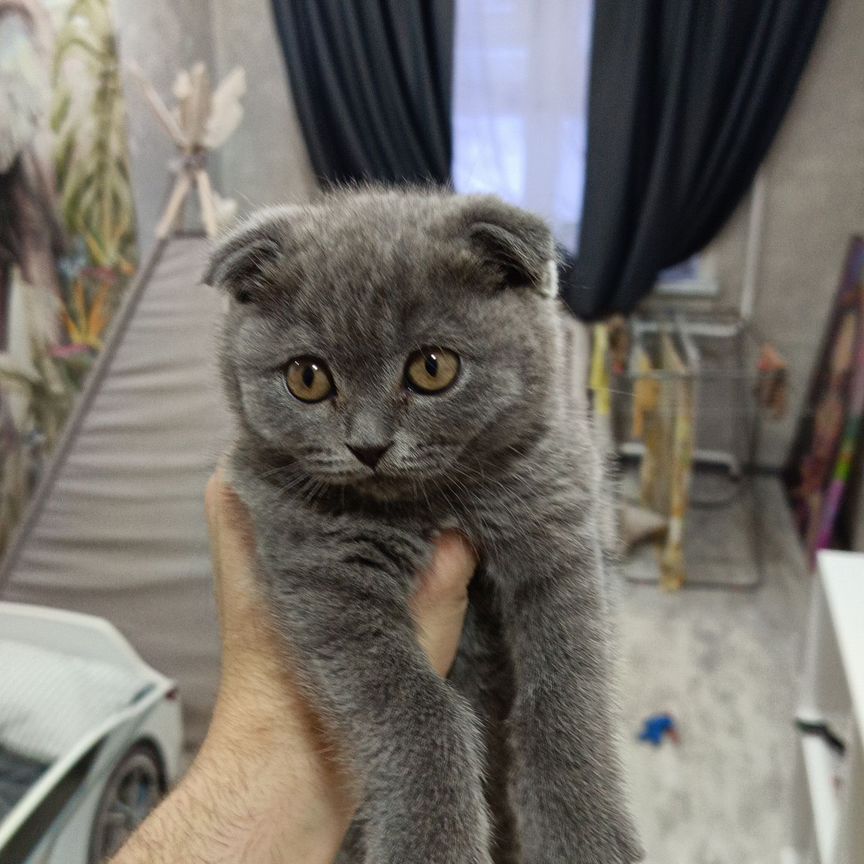 Шотландская