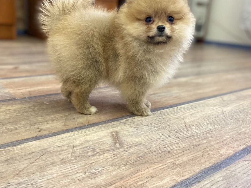 Девочка померанского шпица, Бэтси