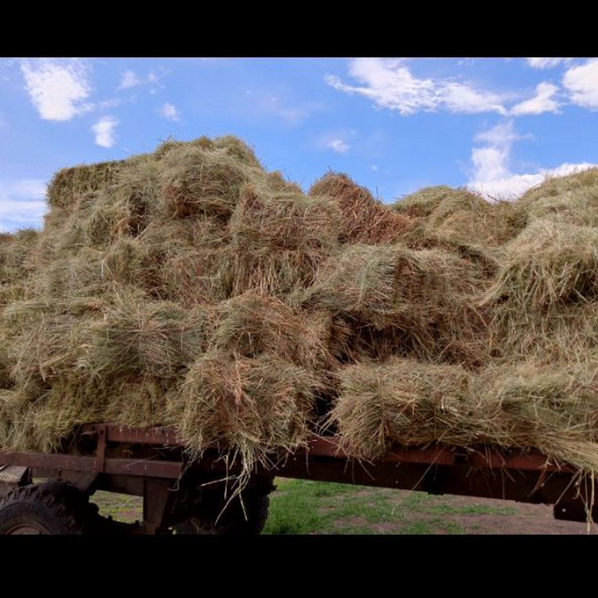 Сено в тюках