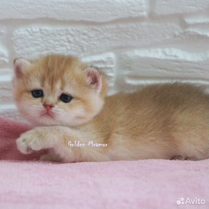 Сладкая булочка