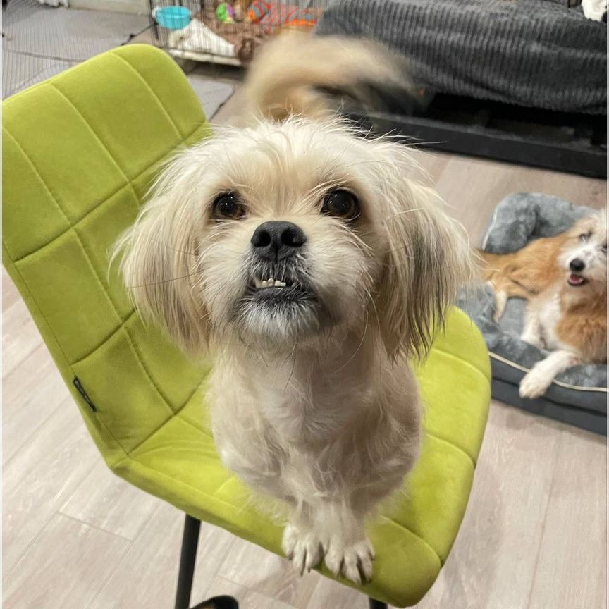 Взрослая собака в добрые руки