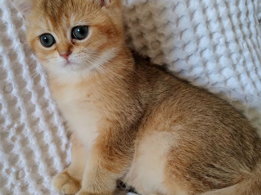 Котик золотая шиншилла