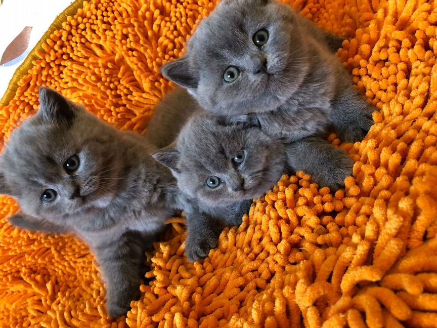 Шотландская