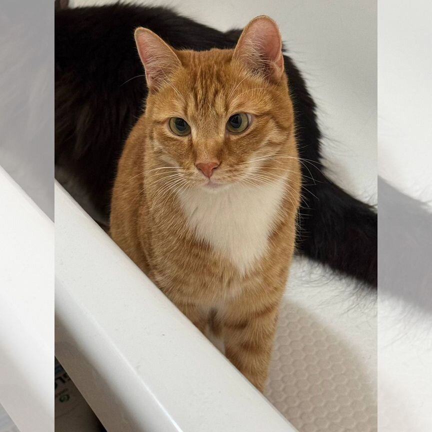 Взрослый кот в добрые руки