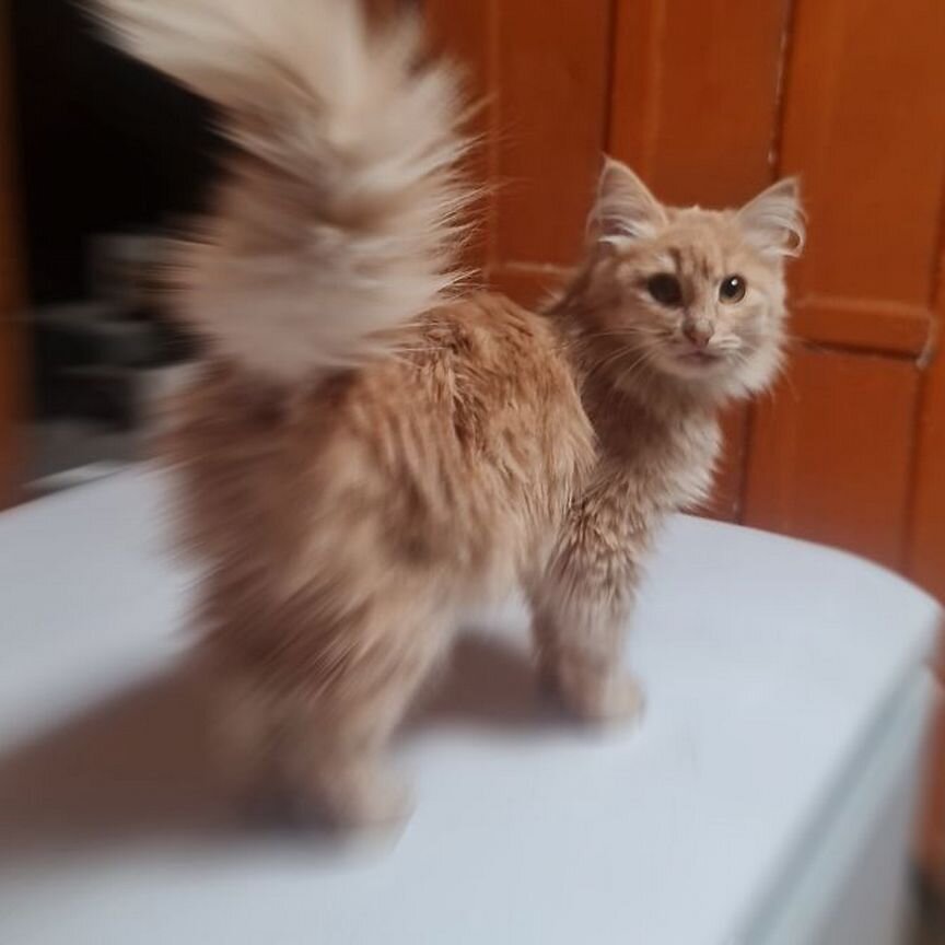Котёночек котёнок кошка