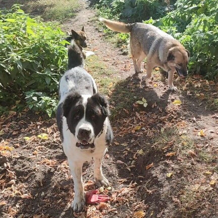 Собаки из приюта