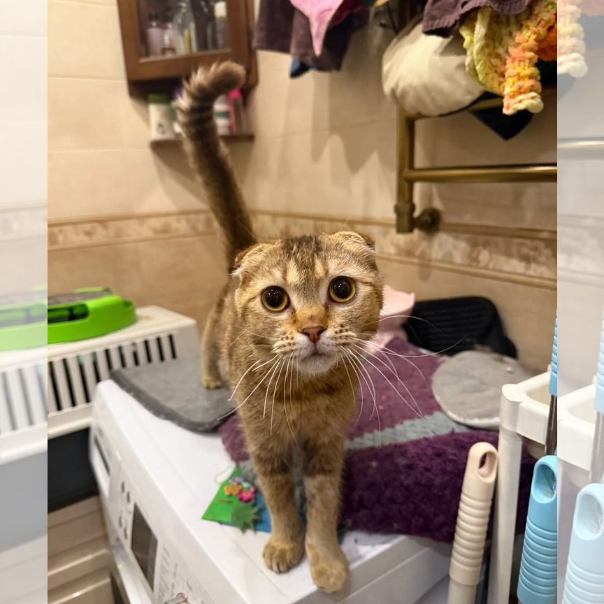 Шотландская вислоухая короткошёрстная, взрослая кошка