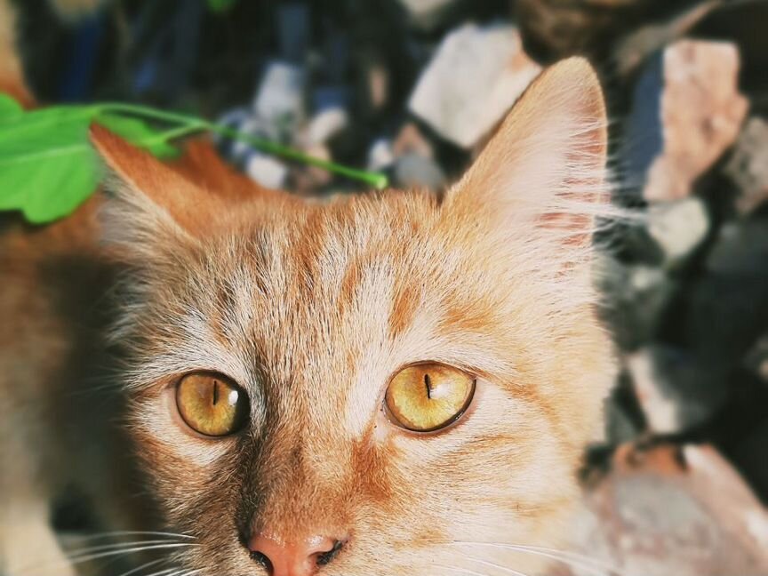 Милый котик ищет домик