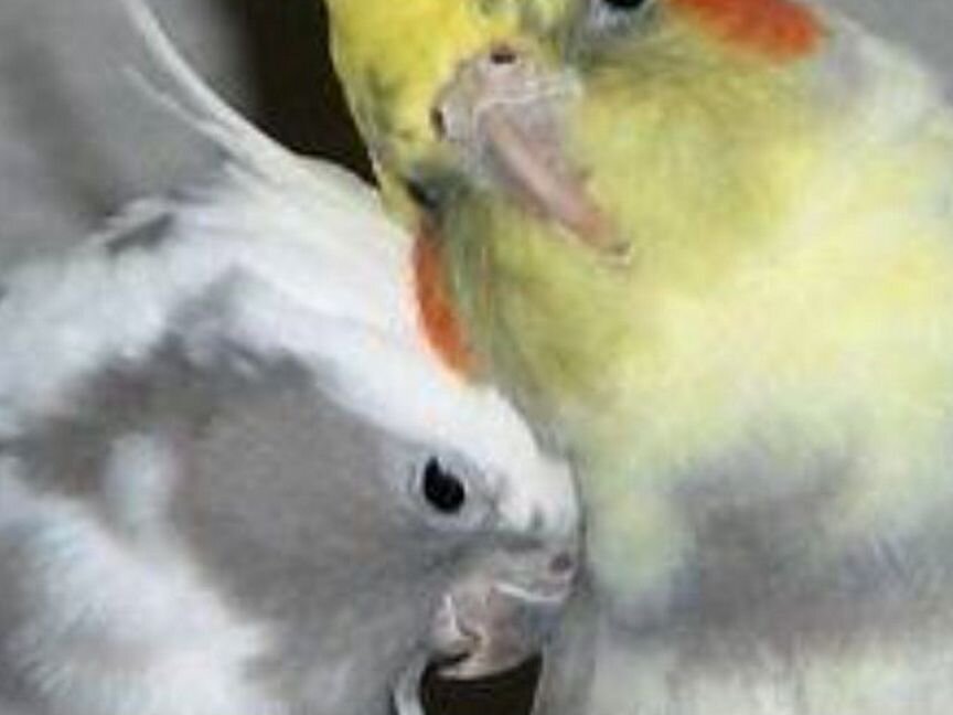 Попугаи корелла