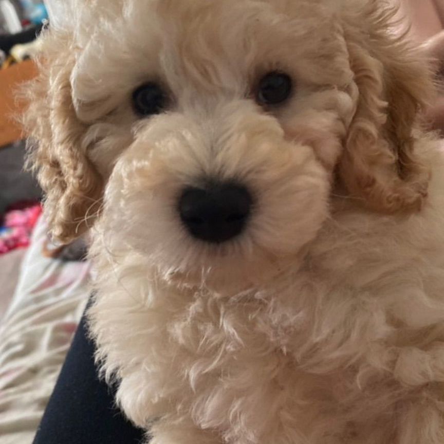 Щенок пуделя